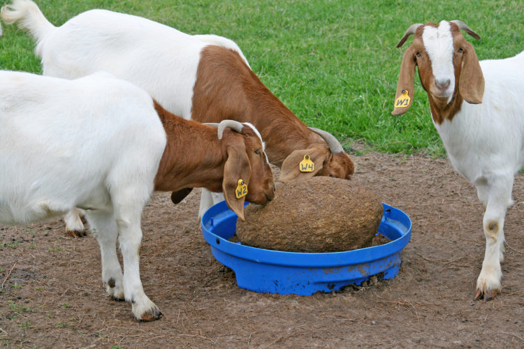 Goat & Sheep Products – lazyeyranch